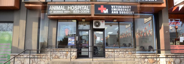 Animal Hospital and Veterinary Center Bronx | Morris Park Animal Hospital